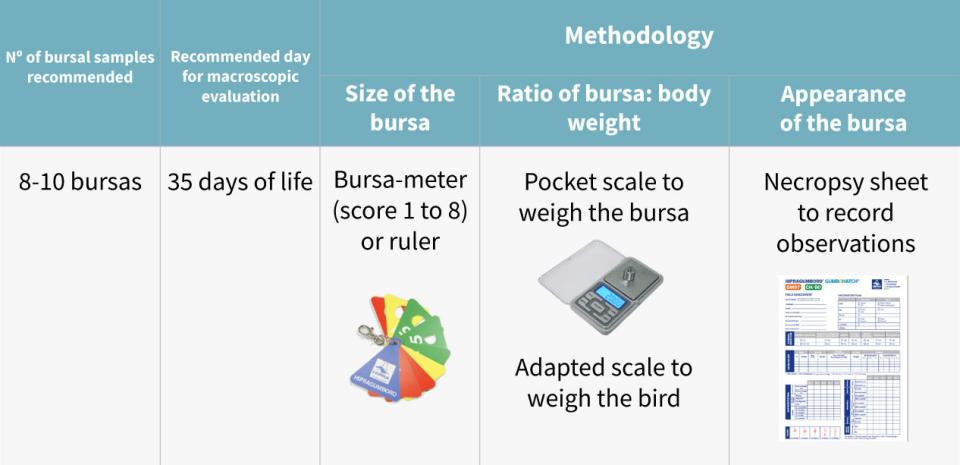 GUMBOHATCH® INSIGHTS #8 | HIPRA