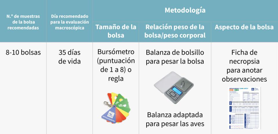 GUMBOHATCH® INSIGHTS #8 | HIPRA