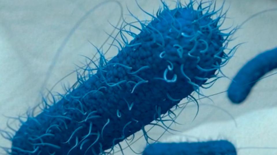 Abortions in Sheep: The importance of Chlamydia abortus | HIPRA