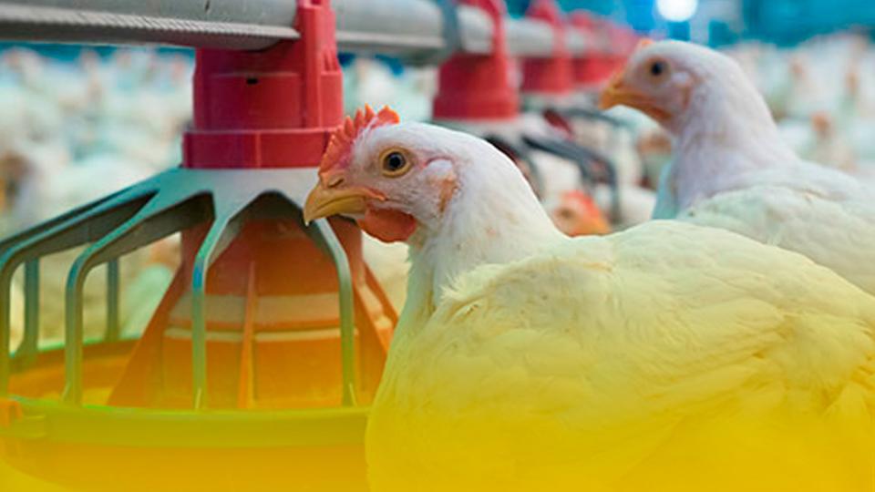MEET THE POULTRY: Curiosities of the Poultry Industry | HIPRA