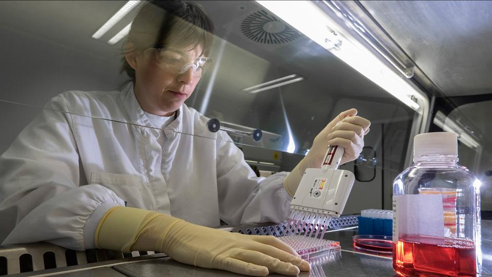 Mycoplasma in Swine: Keys to an accurate Diagnosis | HIPRA
