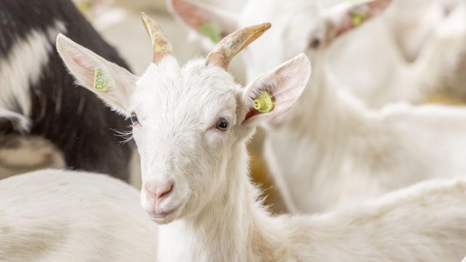 HIPRA Stats for Small Ruminants | HIPRA