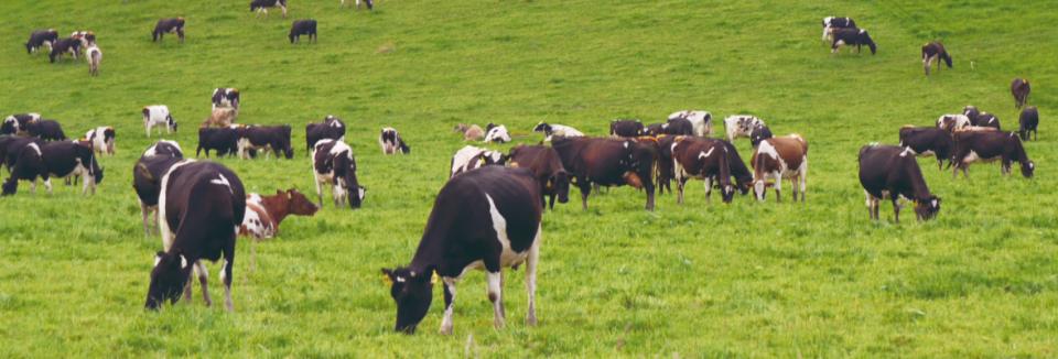 HIPRA study reveals the prevalence of bacteria in bovine pneumonia in ...