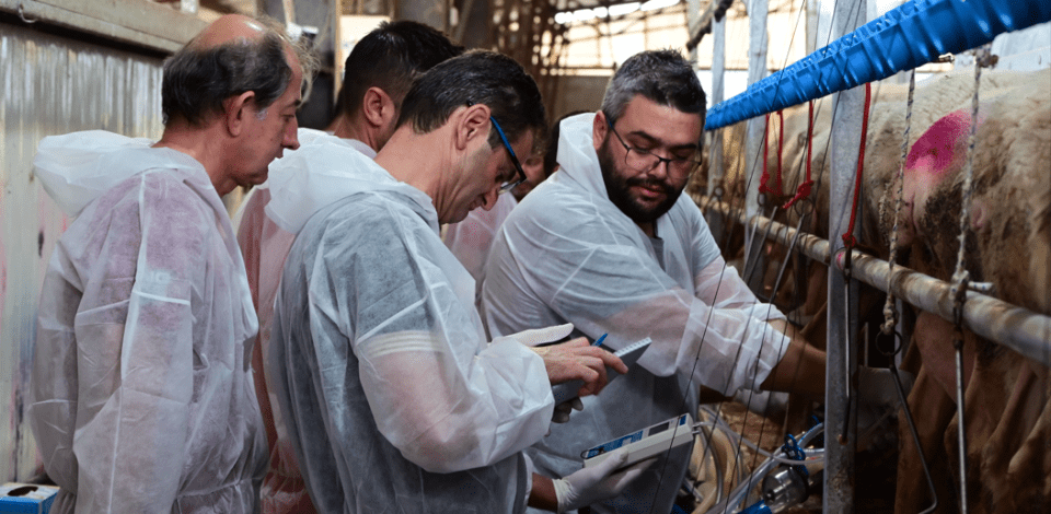 Mastitis in small ruminants | HIPRA