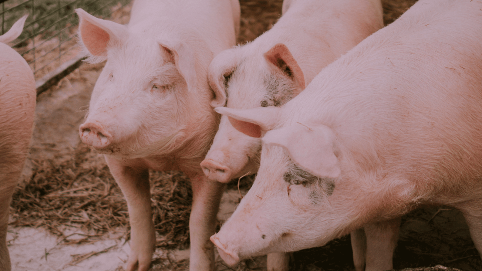 HIPRA PORTUGAL focuses on pig’s gut health in its last HIPRA University | HIPRA