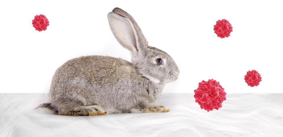 Rabbit haemorrhagic disease (RHD) | HIPRA