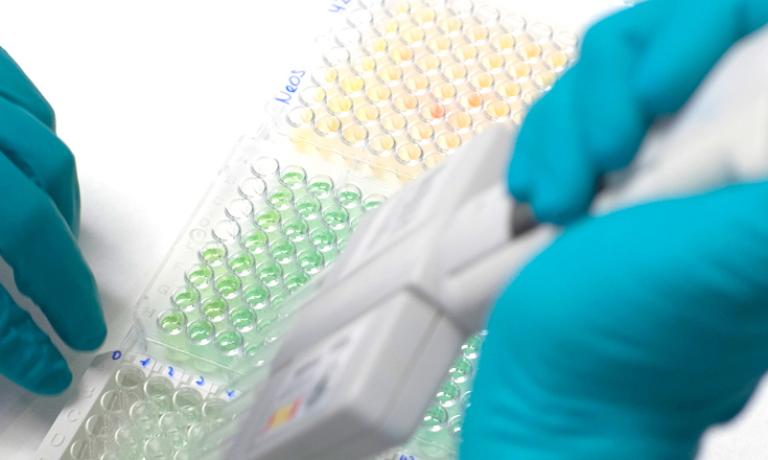 Mastitis in small ruminants | HIPRA