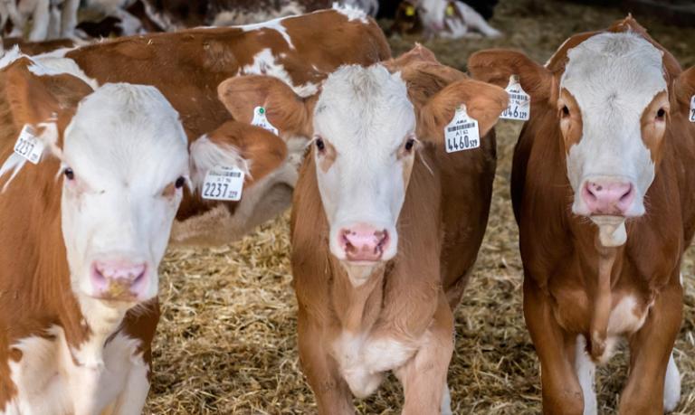 HIPRA | Histophilus somni infection: an outbreak in cattle