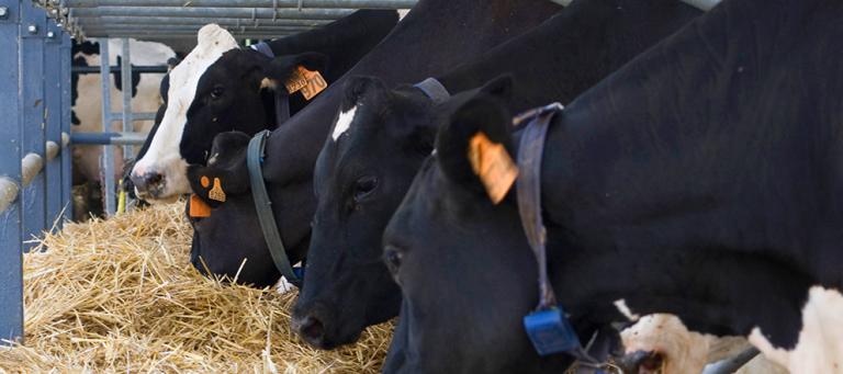 Mastitis in dairy cows | HIPRA