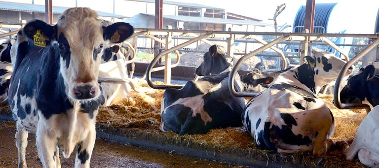 Decision support tool for implementing vaccination against mastitis | HIPRA