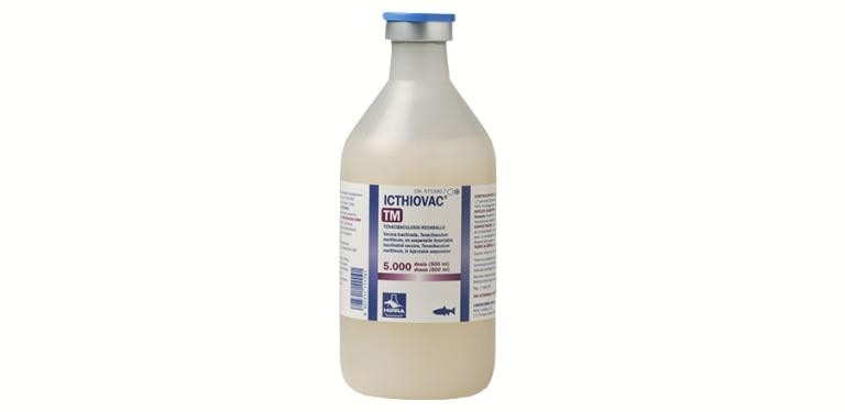 Efficacy of ICTHIOVAC® VR against Listonella anguillarum serovar O1 in ...
