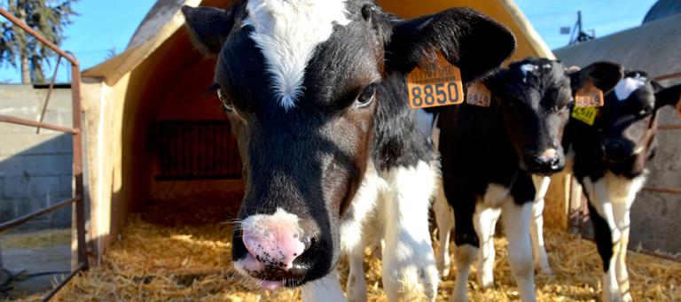 DIVENCE® PENTA | HIPRA