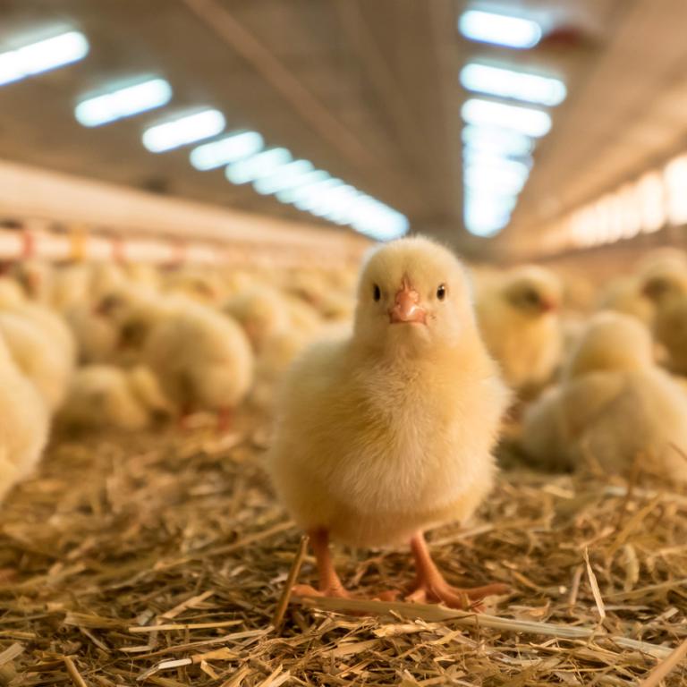 2. HIPRA in the poultry industry | HIPRA