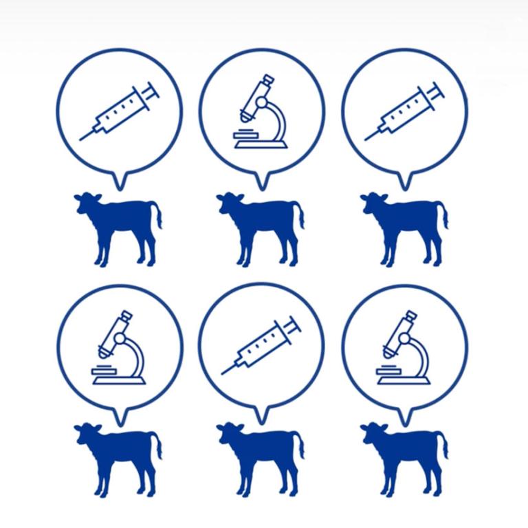 HIPRABOVIS® IBR MARKER LIVE | HIPRA