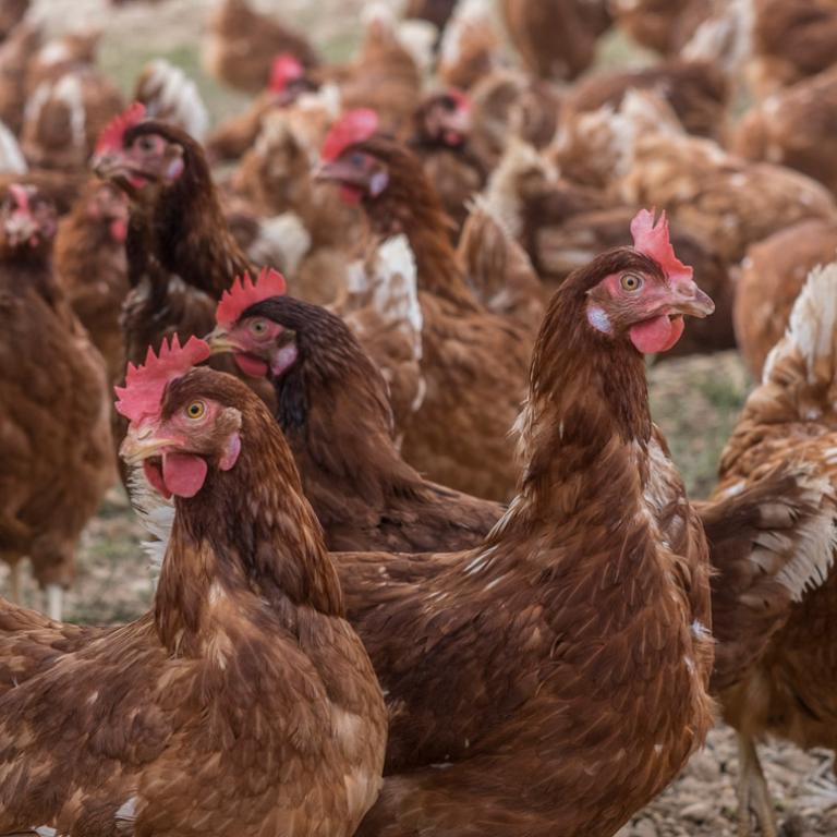 HIPRAVIAR® CLON/H120 | HIPRA