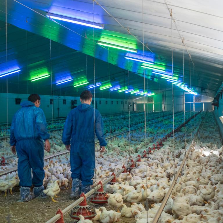 Avian pneumovirus (aMPV, SHS, TRT) | HIPRA