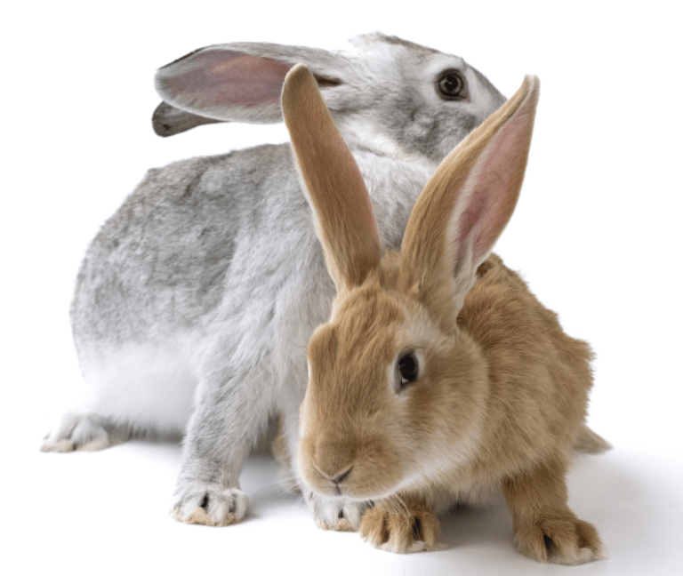 Rabbit Hemorrhagic Disease (RHD) in six indoor pet rabbits diagnosed in ...