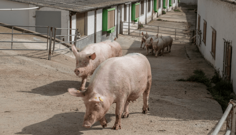 Swine Erysipelas | HIPRA