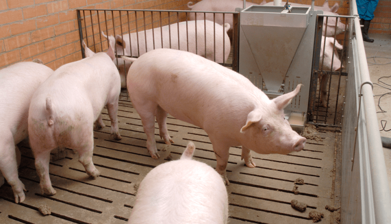 Swine Erysipelas | HIPRA