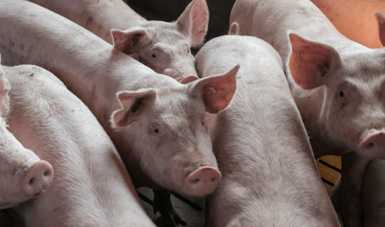 Swine Erysipelas | HIPRA