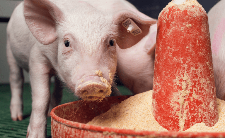 HIPRA | RHINISENG® vaccine swine atrophic rhinitis