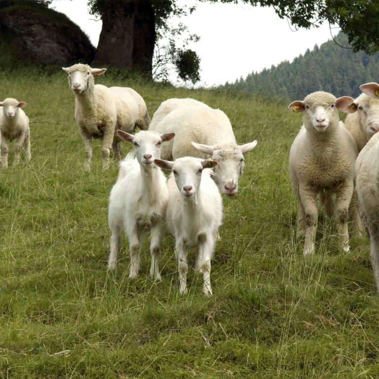 HIPRA Stats for Small Ruminants | HIPRA