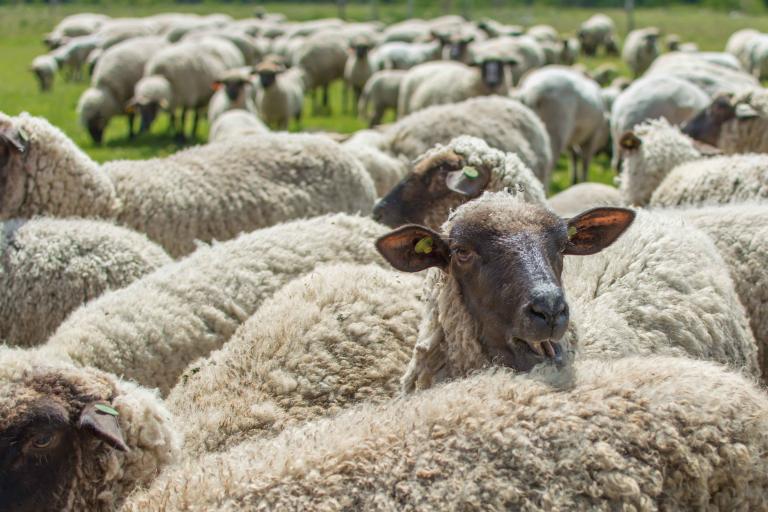 Effect of vaccination against biofilm-producing staphylococci on milk ...