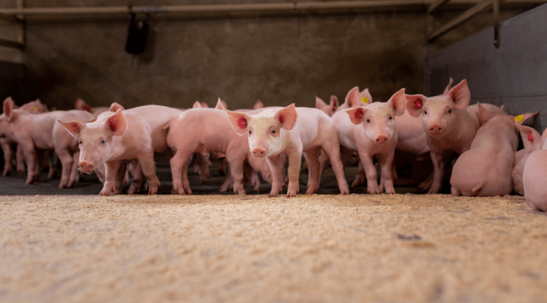 HIPRA | RHINISENG® vaccine swine atrophic rhinitis