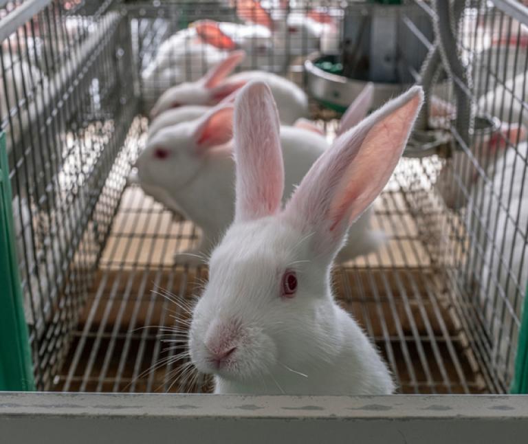 YURVAC® RHD | HIPRA