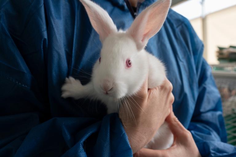 Efficacy of vaccine against rabbit haemorrhagic disease | HIPRA