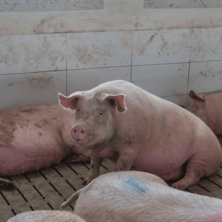 Swine Erysipelas | HIPRA