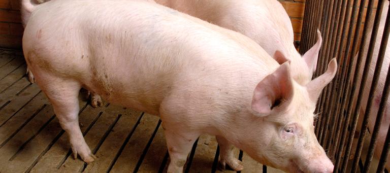 TOXIPRA® PLUS | HIPRA