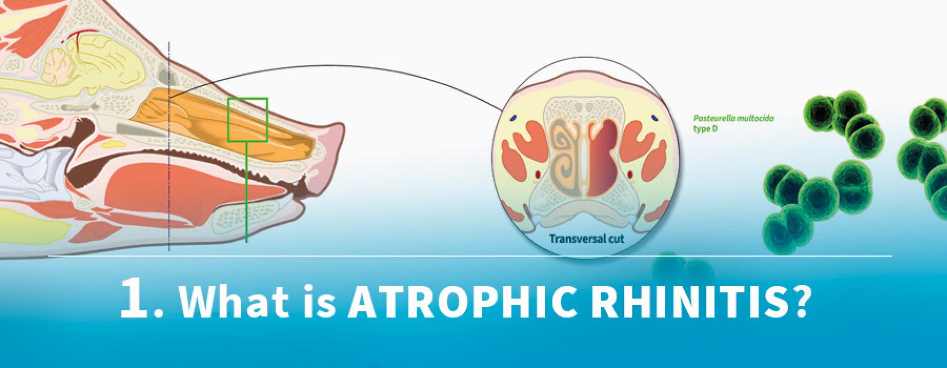 Atrophic Rhinitis: Keys to fight this disease | HIPRA