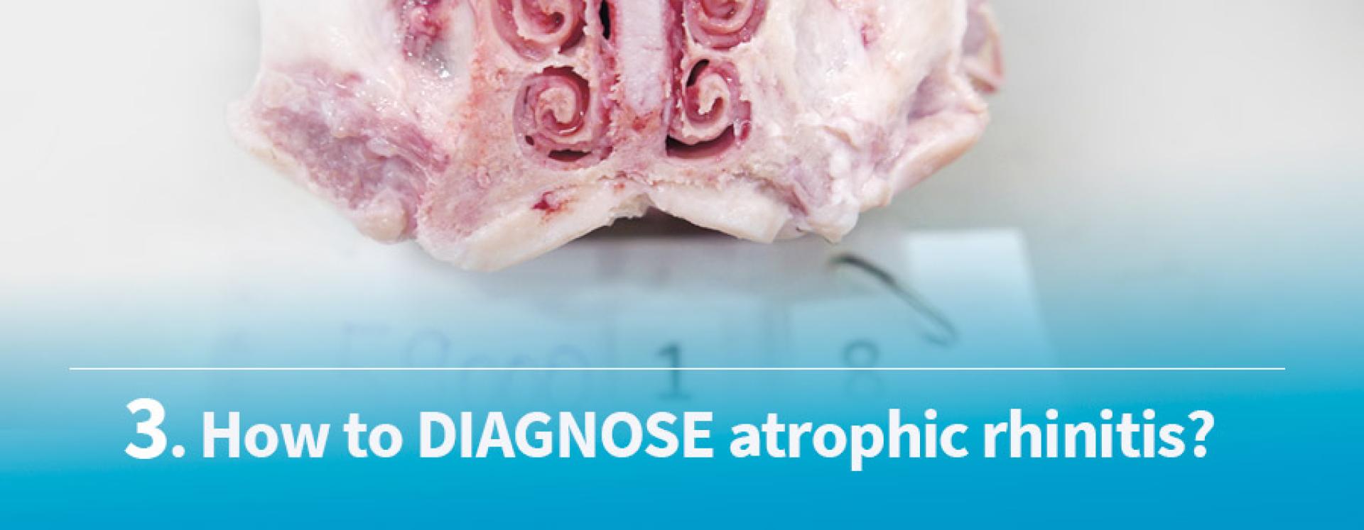 Atrophic Rhinitis: Keys to fight this disease | HIPRA