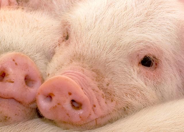 Neonatal diarrhoea SENG SENSE | HIPRA