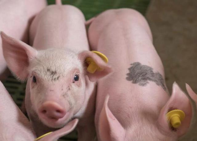 Bordetella bronchiseptica SENG SENSE | HIPRA