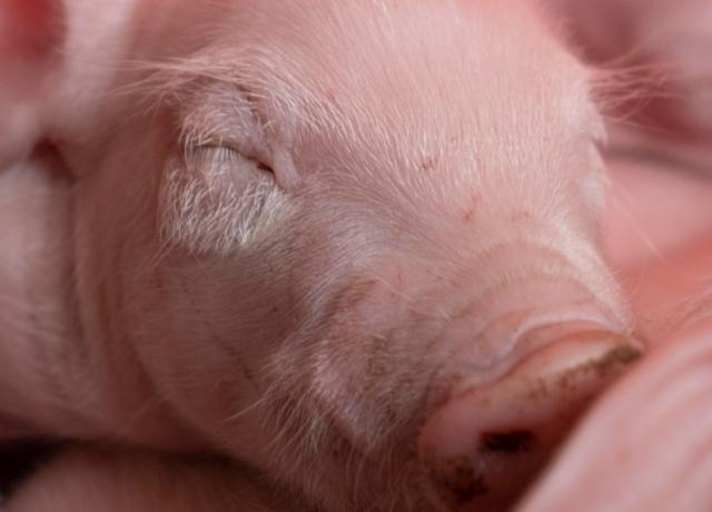 Bordetella bronchiseptica SENG SENSE | HIPRA