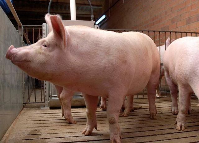 Bordetella bronchiseptica SENG SENSE | HIPRA