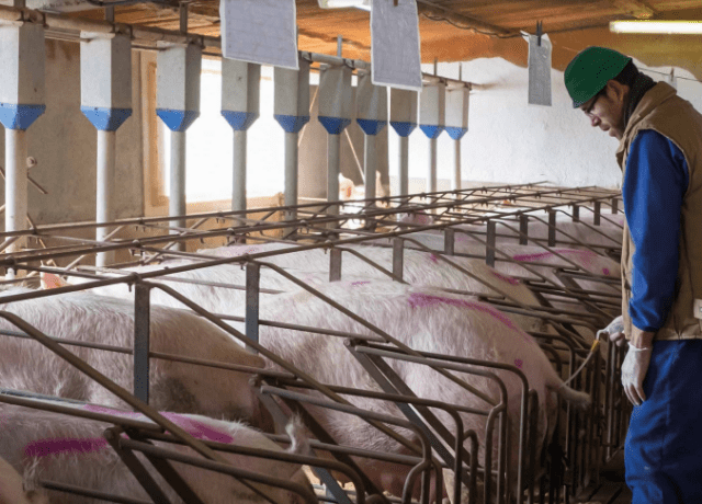 Enfermedades reproductivas SENG SENSE | HIPRA