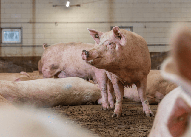 Enfermedades reproductivas SENG SENSE | HIPRA