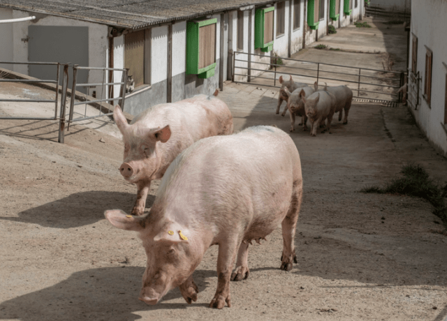 Enfermedades reproductivas SENG SENSE | HIPRA