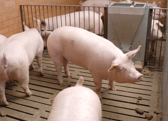 Bordetella bronchiseptica SENG SENSE | HIPRA