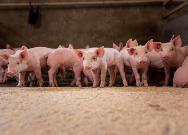 Diarrea neonatal SENG SENSE | HIPRA