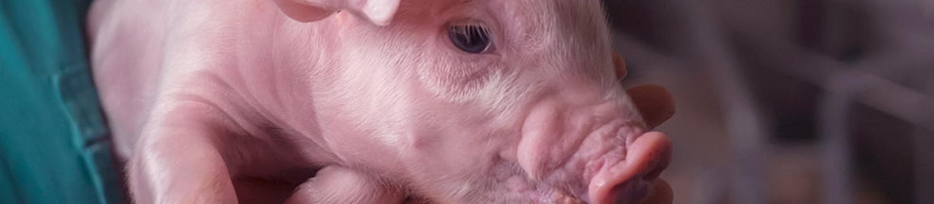 HIPRA | HIPRA Stats for Swine