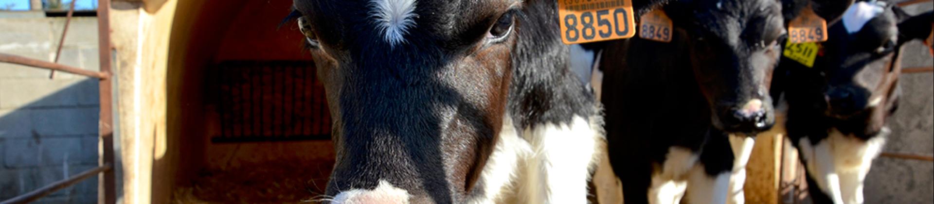 HIPRA Stats for Cattle | HIPRA