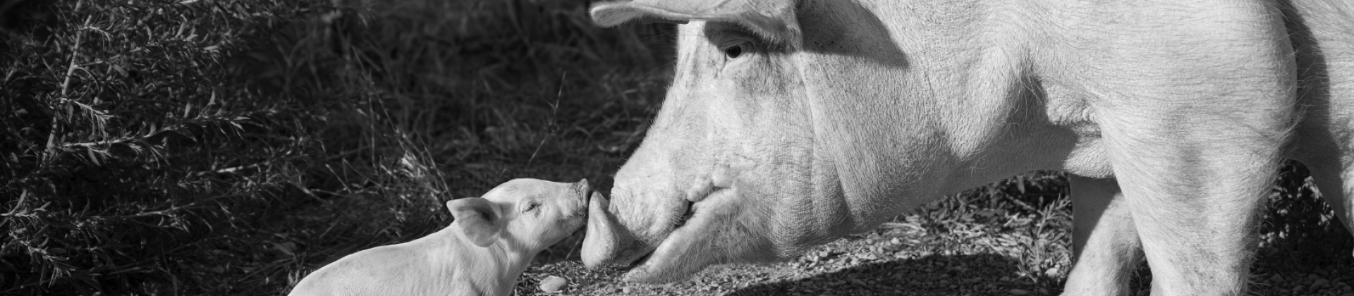 Servicios SENG SENSE | HIPRA